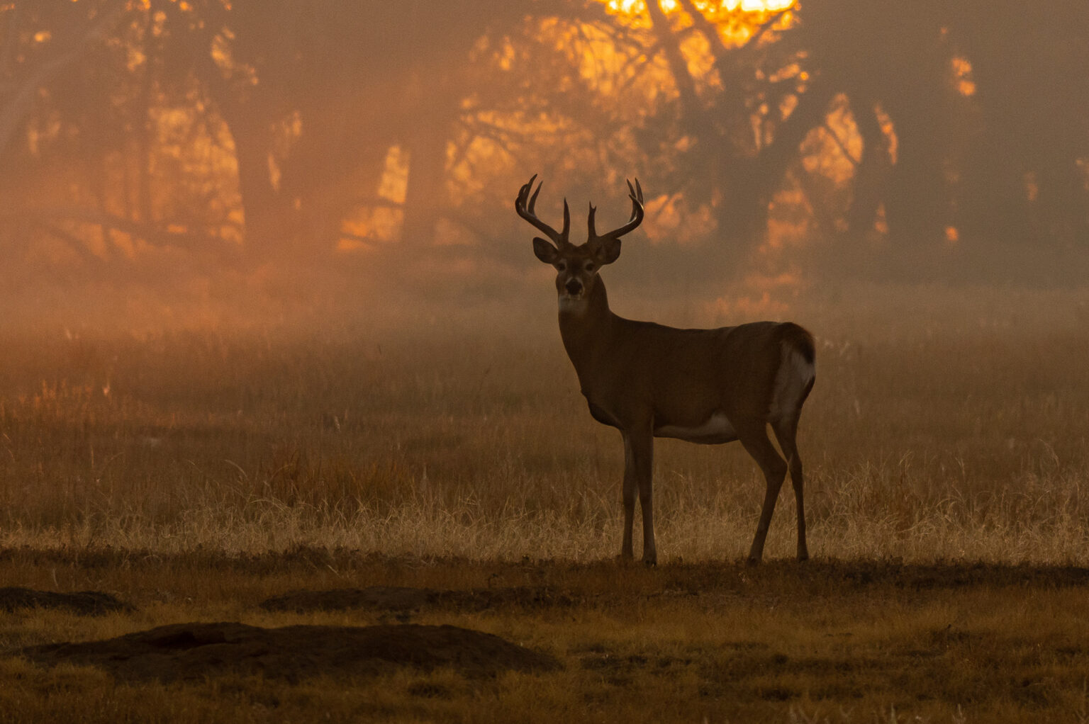 Deer Hunting - Deer's Eye View