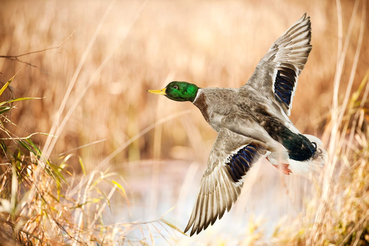 Duck Hunting - Deer's Eye View