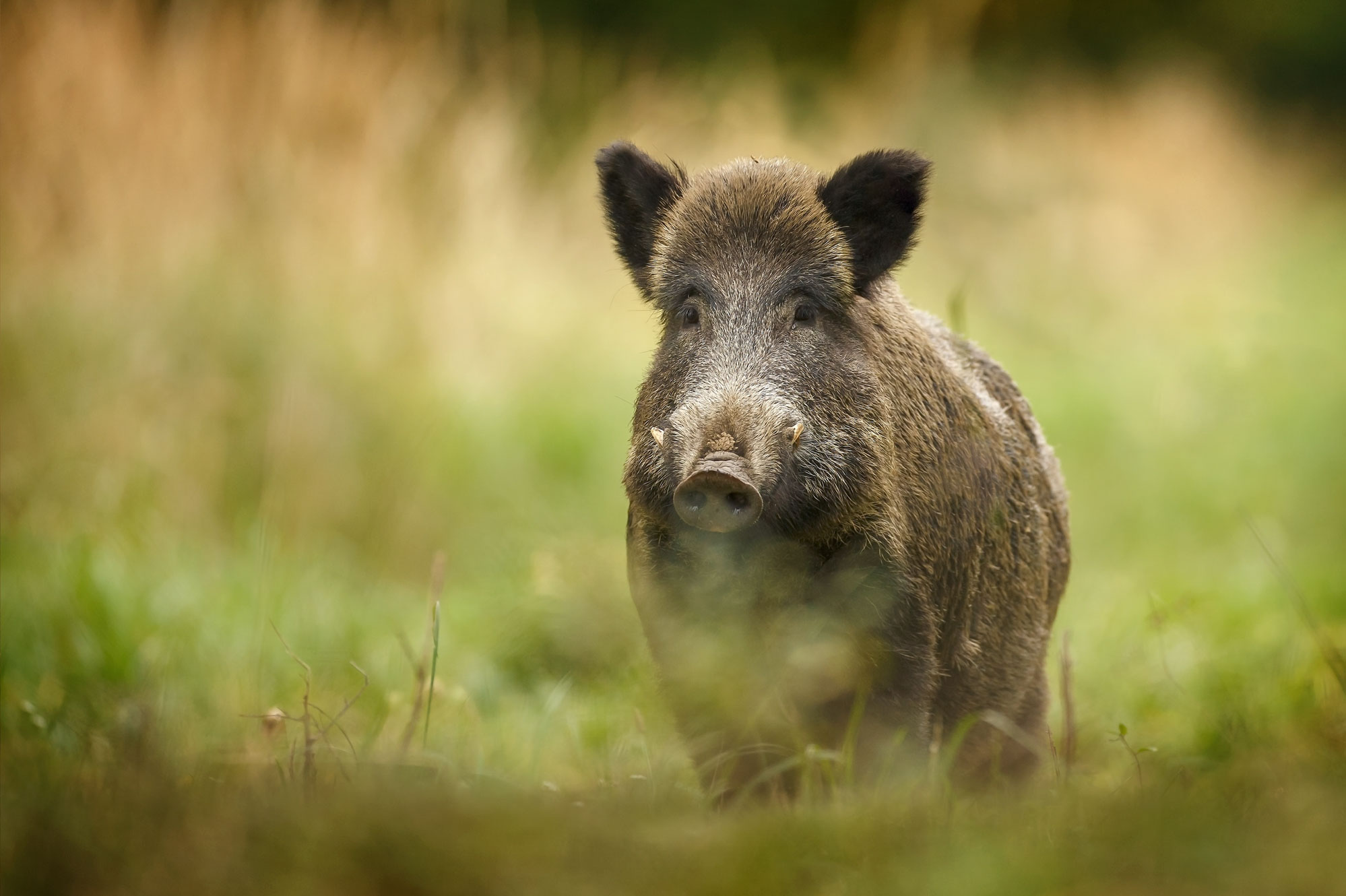 Hog Hunting - Deer's Eye View