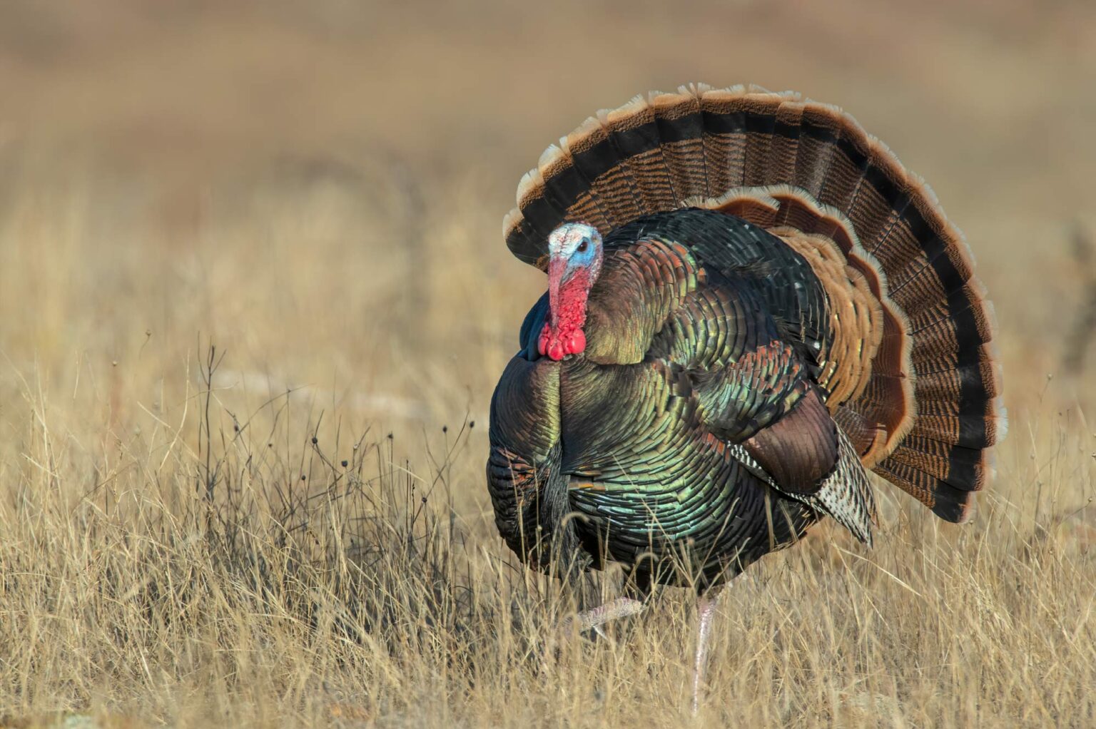 Turkey Hunting - Deer's Eye View